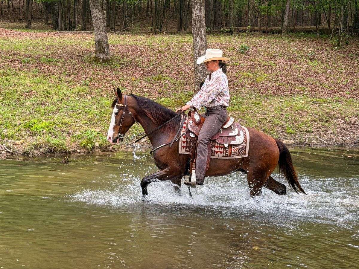 Field Trial, Gentle, Trail Safe, Gaited