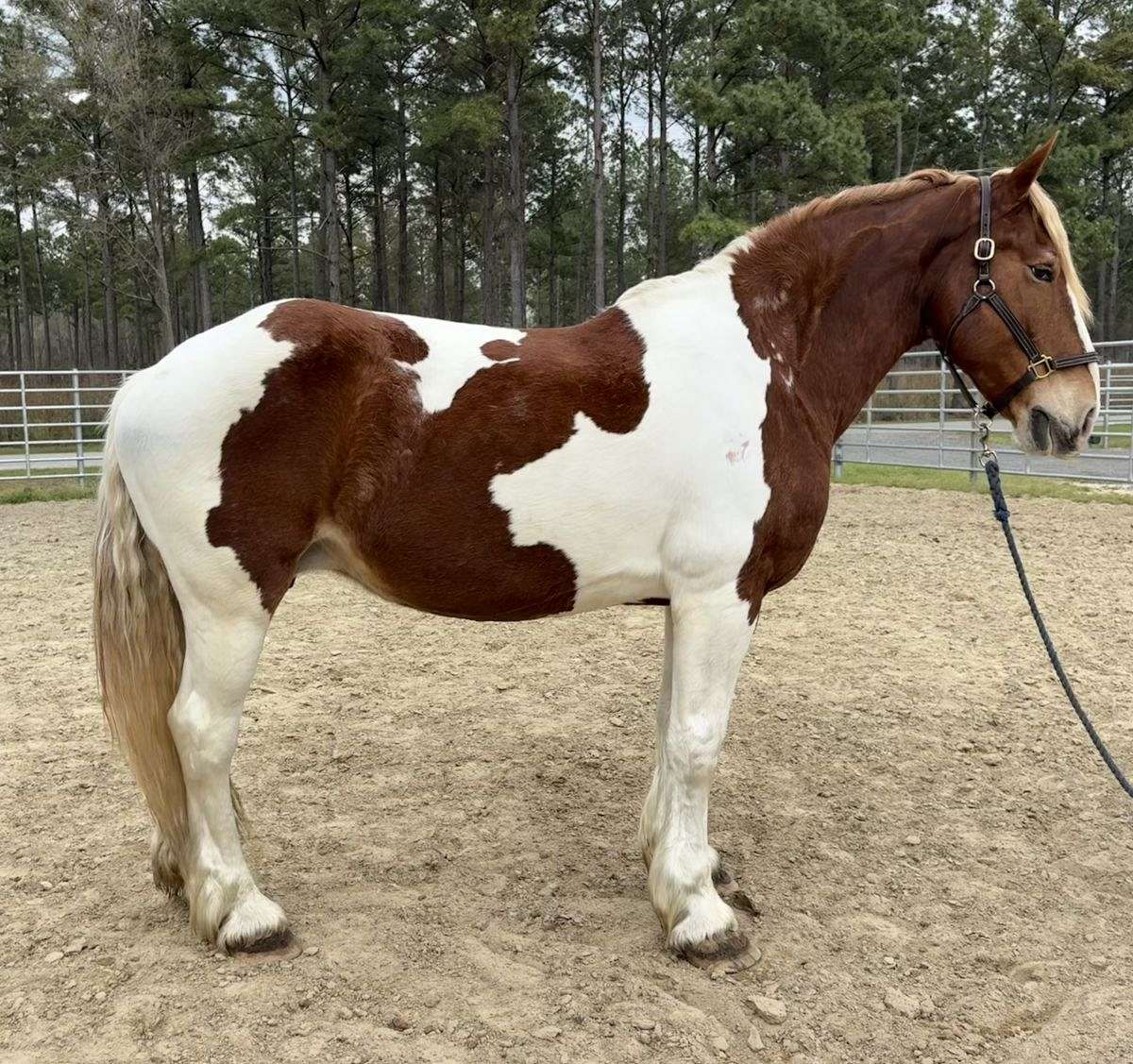 Spotted Draft Mare