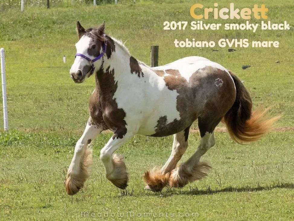 Rare GVHS Silver Smoky Black Tall Mare Bred to a Red Roan in Michigan