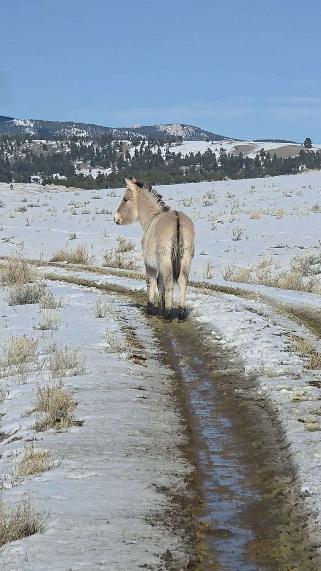 Yearling Norwegian Fjord Mule Gelding