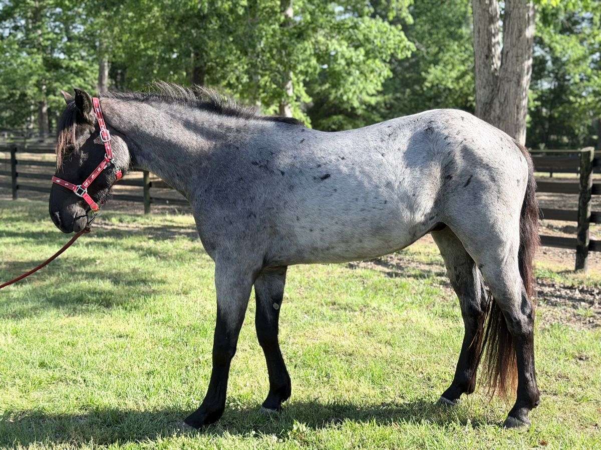 Diesyl | Coming 3yo **Blue Roan** Percheron/QH (Hancock Lines) Cross