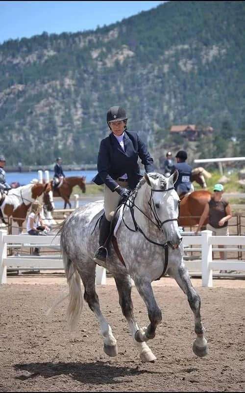 Grey 2025 Registered Irish Sport Horse Colt