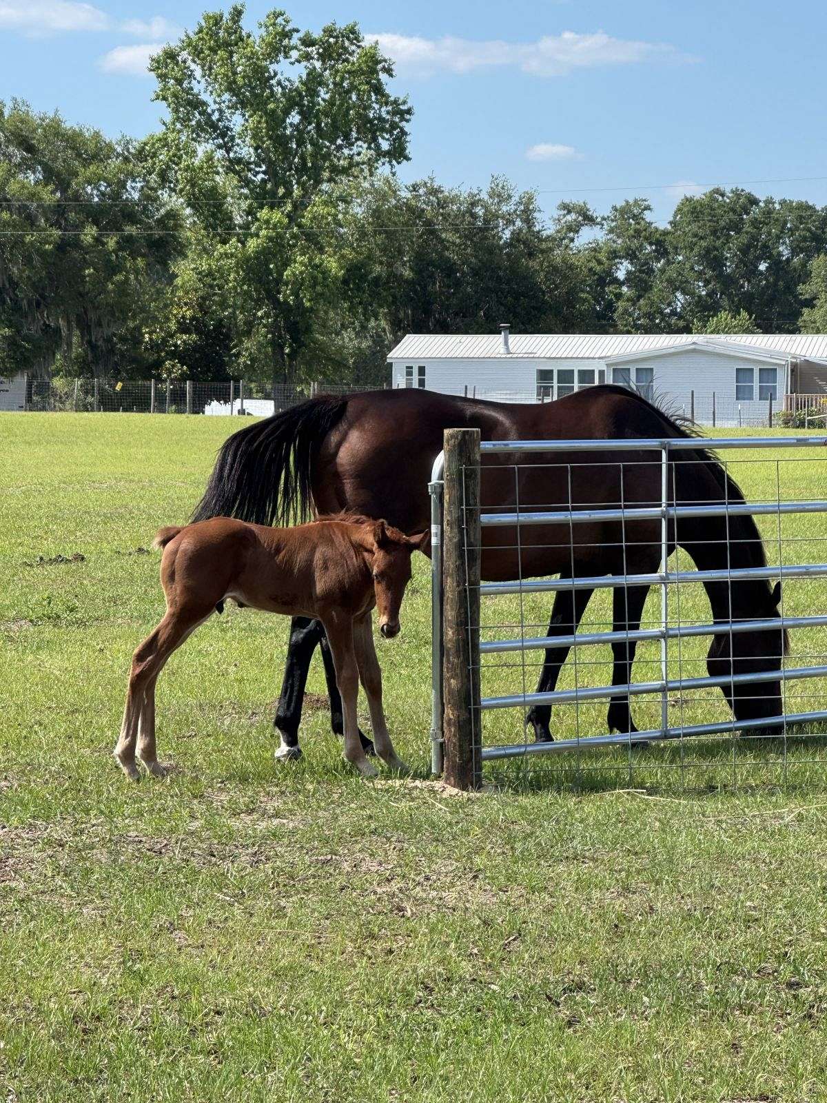 Racing Syndicate Shares in a Future Race Horse!