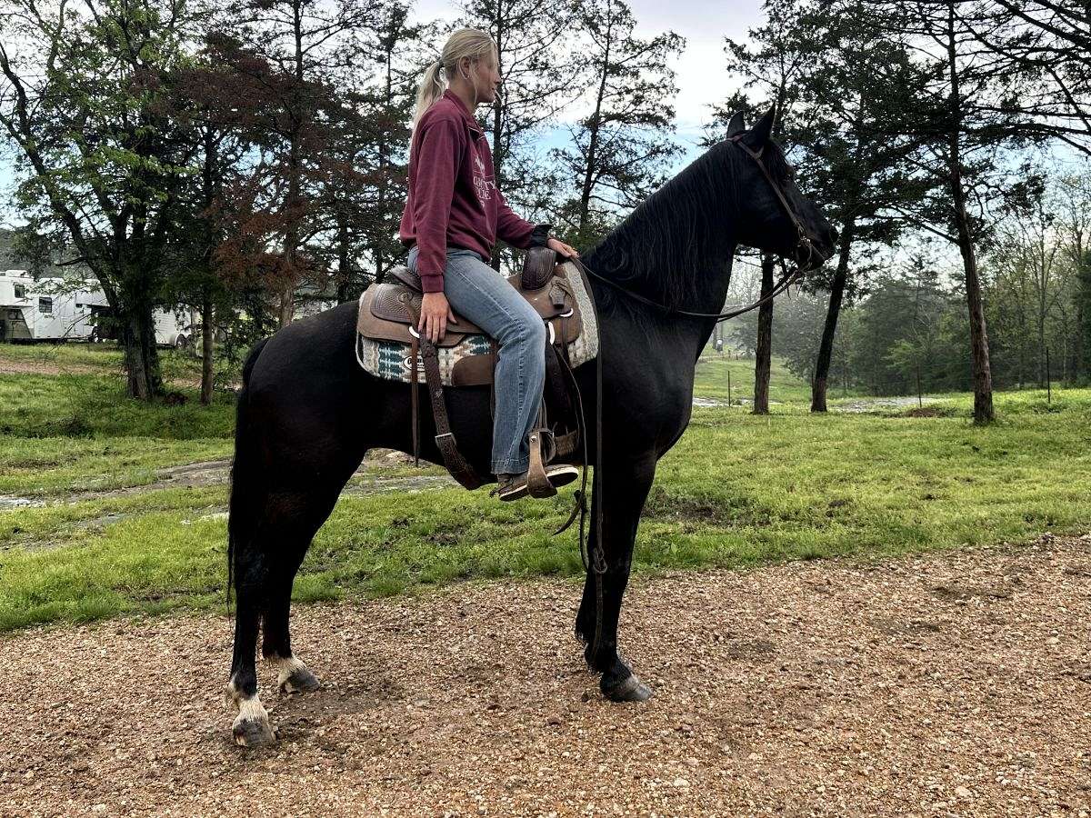 Black Fox Trotter Mare Broke to Ride - Crystal