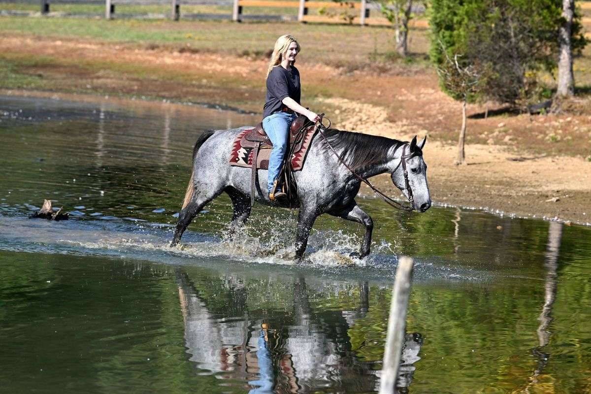 Blue- Gorgeous Gray AQHA Gelding