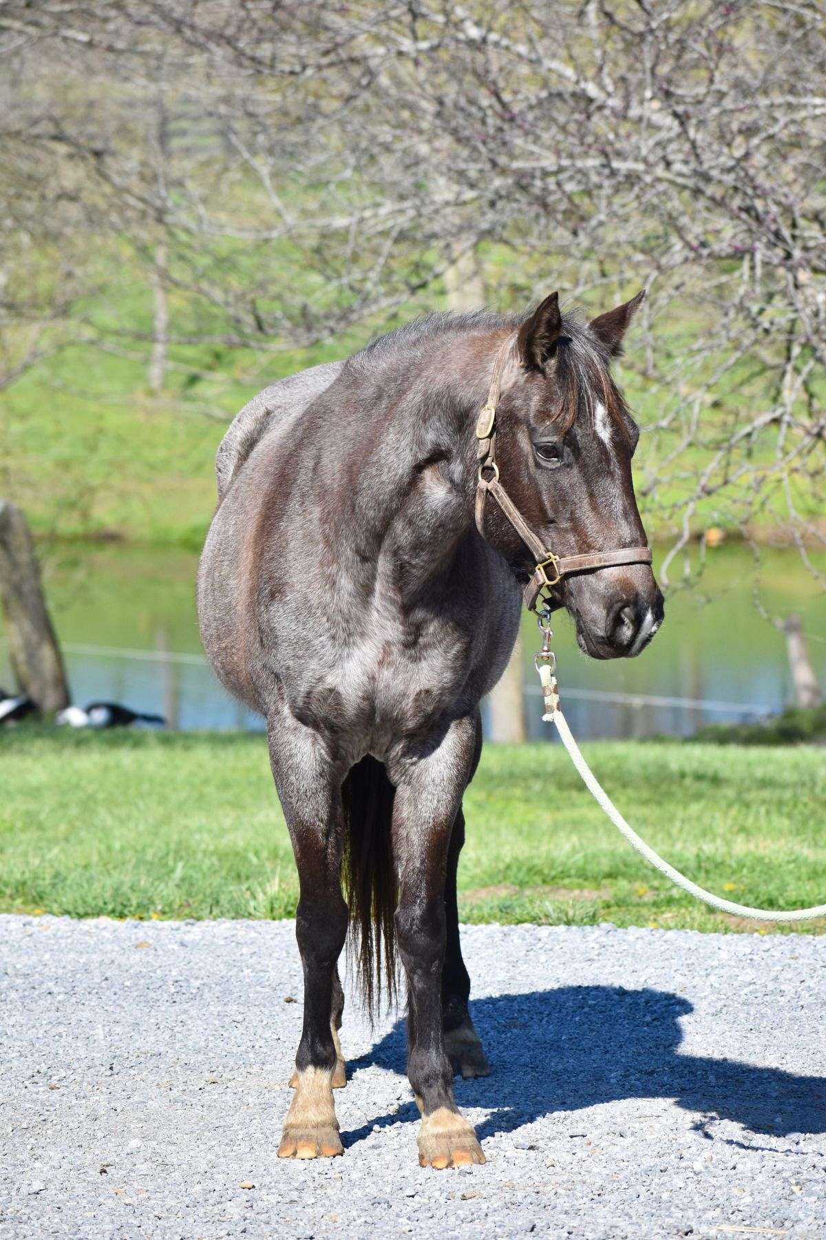 Azul QH Mare