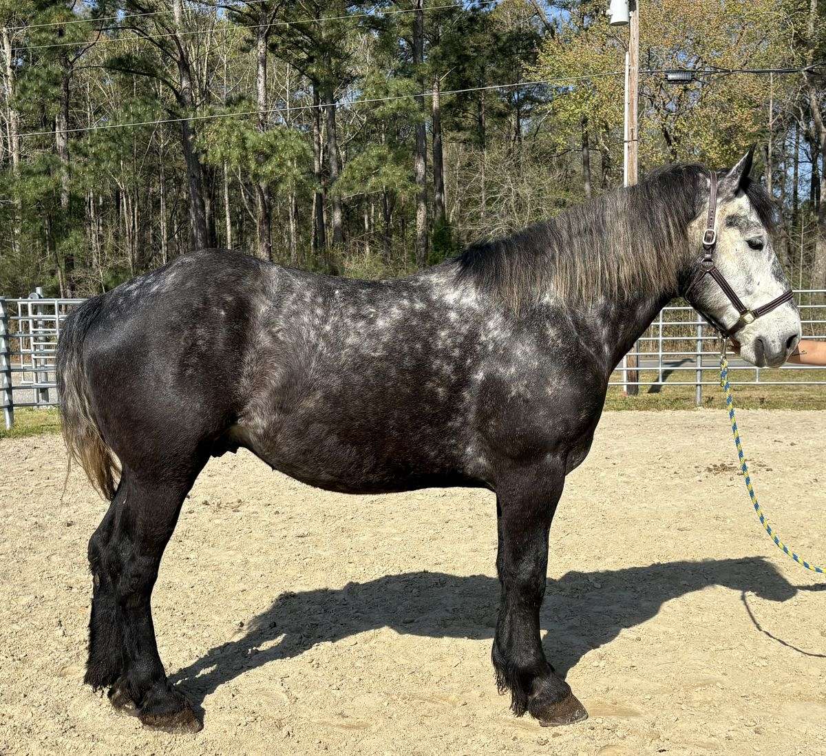 Grey Percheron Gelding