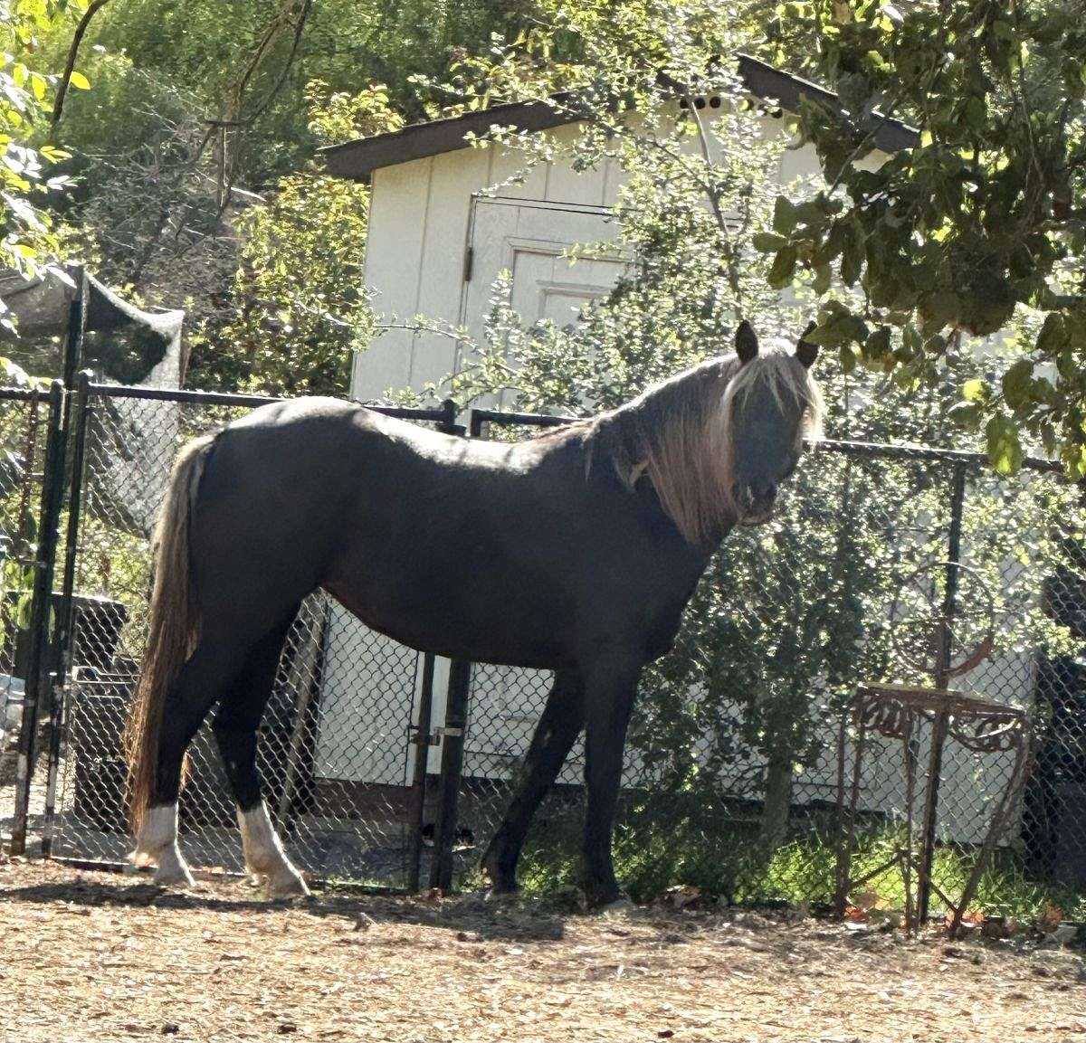 Sister Sadie, Rocky Mountain ,Ten, Chocolate, Gorgeous Sweet Trail Horse