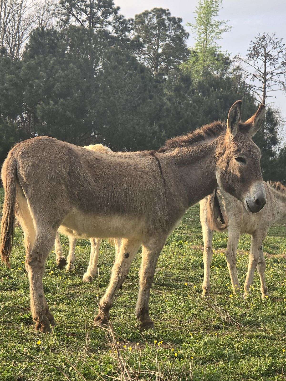 Standard Donkeys