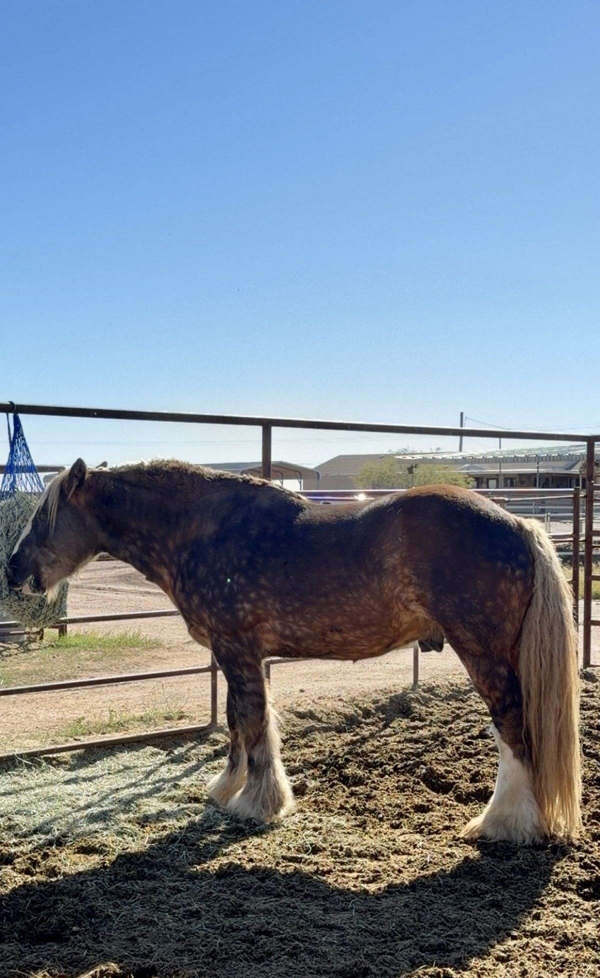 Silver Dapple Pearl Gypsy Stallion