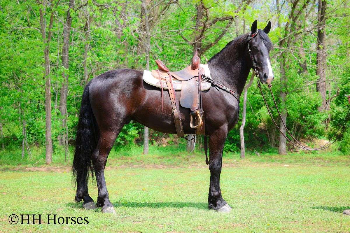 Super Cool Black Friesian Morgan Crossbred Gelding, Rides and Drives