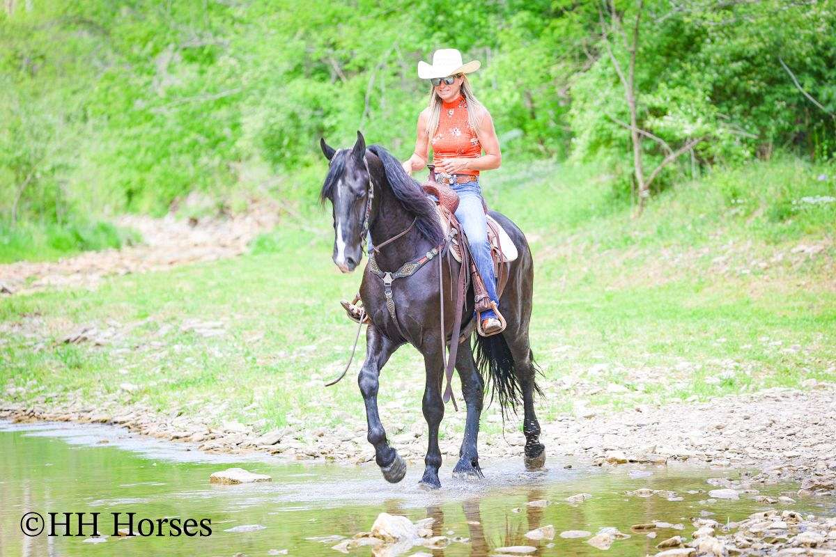 Super Cool Black Friesian Morgan Crossbred Gelding, Rides and Drives