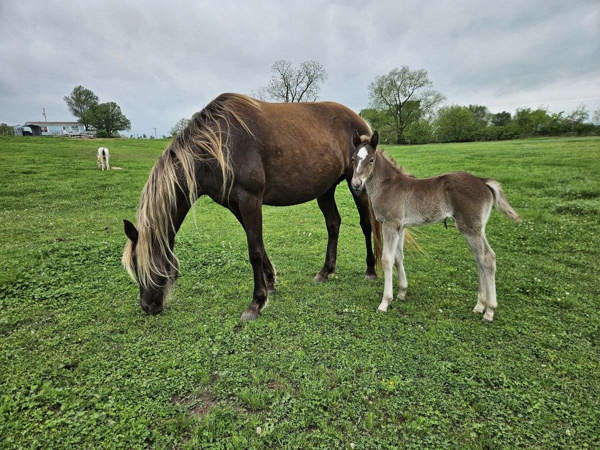 Fancy Silver Dapple Filly