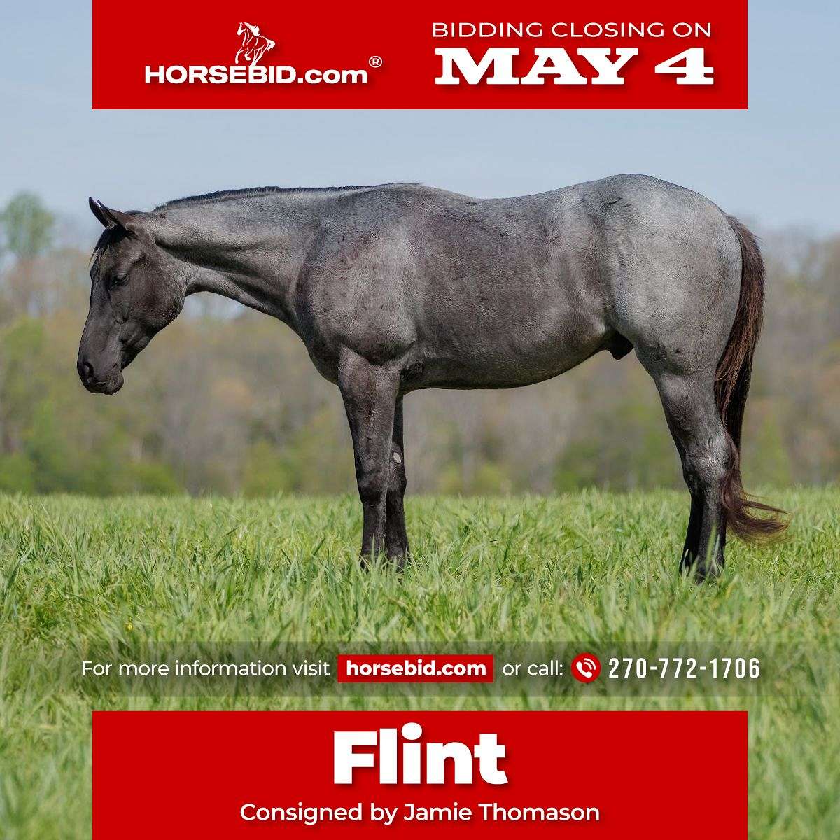 Flint - a True All-Around Companion 4 Yr Old Blue Roan AQHA Gelding!