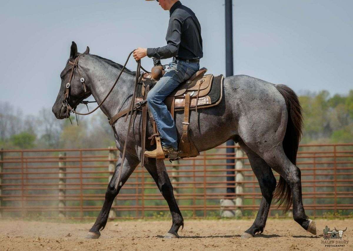 Flint - a True All-Around Companion 4 Yr Old Blue Roan AQHA Gelding!