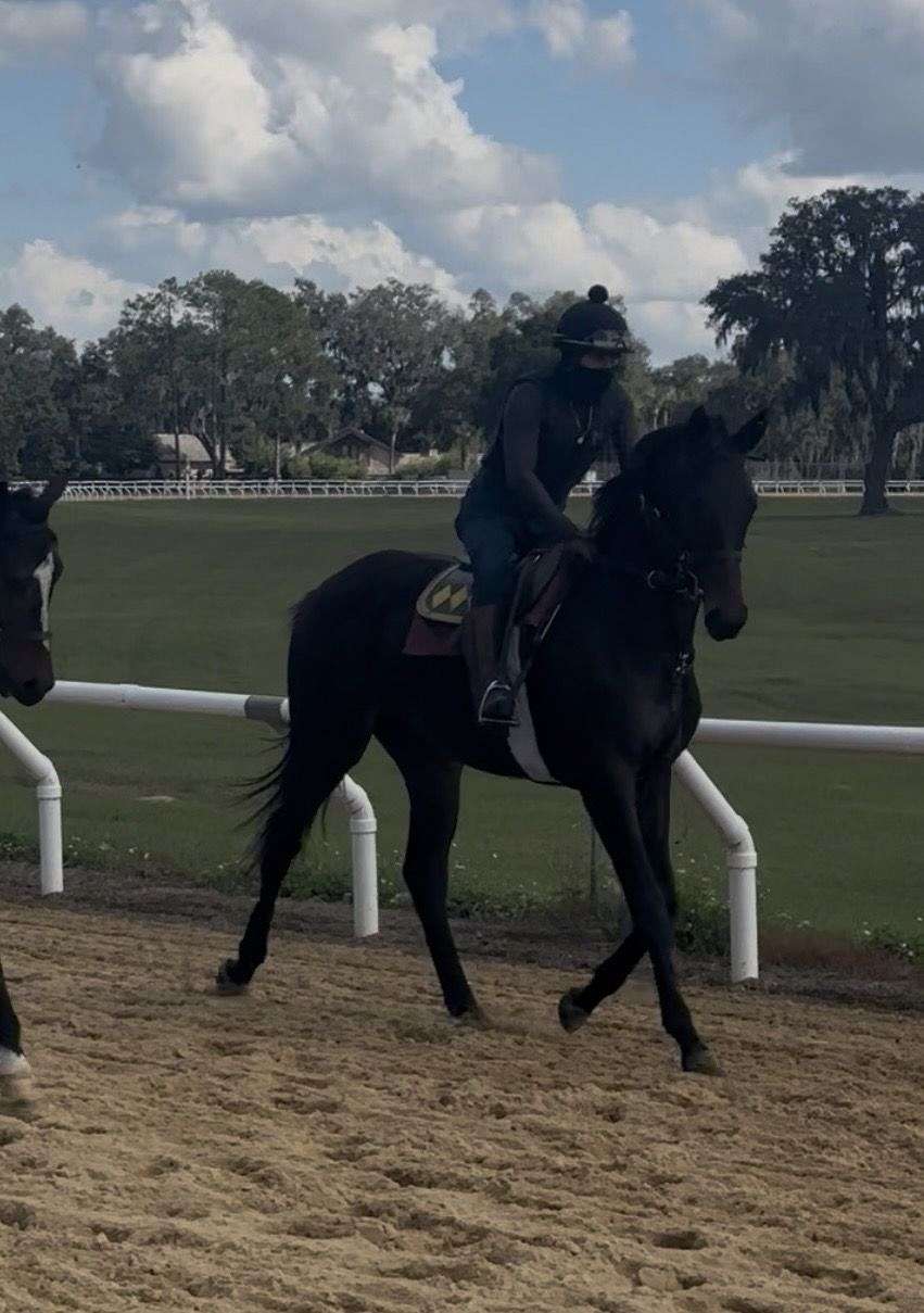 Horse for Sale