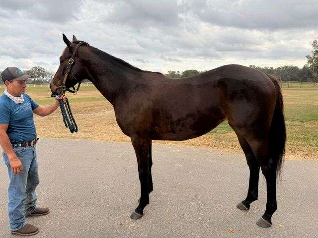 Horse for Sale