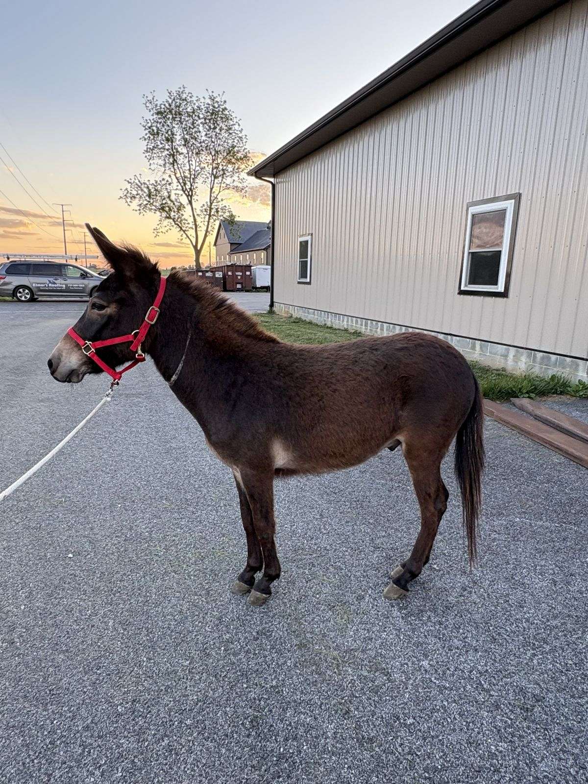 Mini Pet Mule