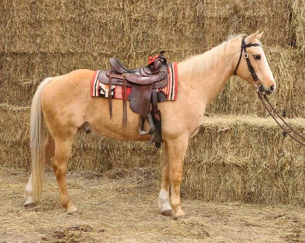 Gelding Horse for Sale