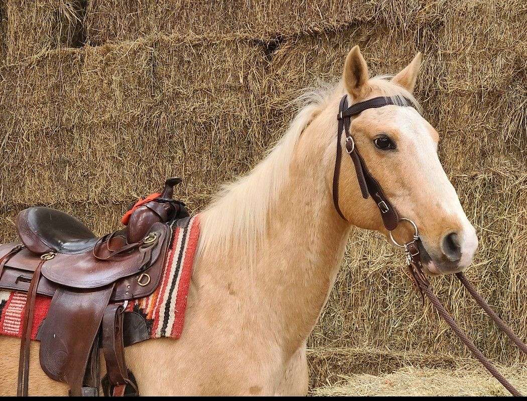 Gelding Horse for Sale