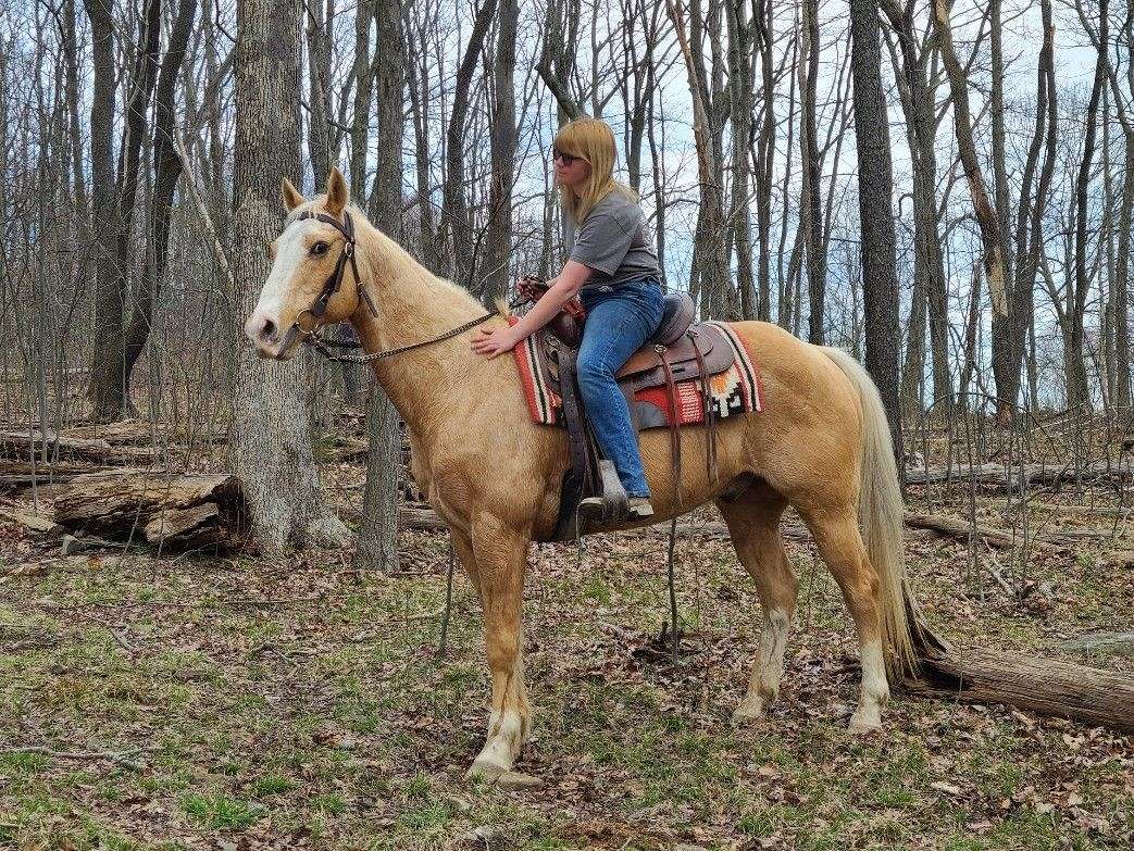 Gelding Horse for Sale