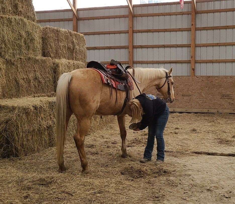 Gelding Horse for Sale