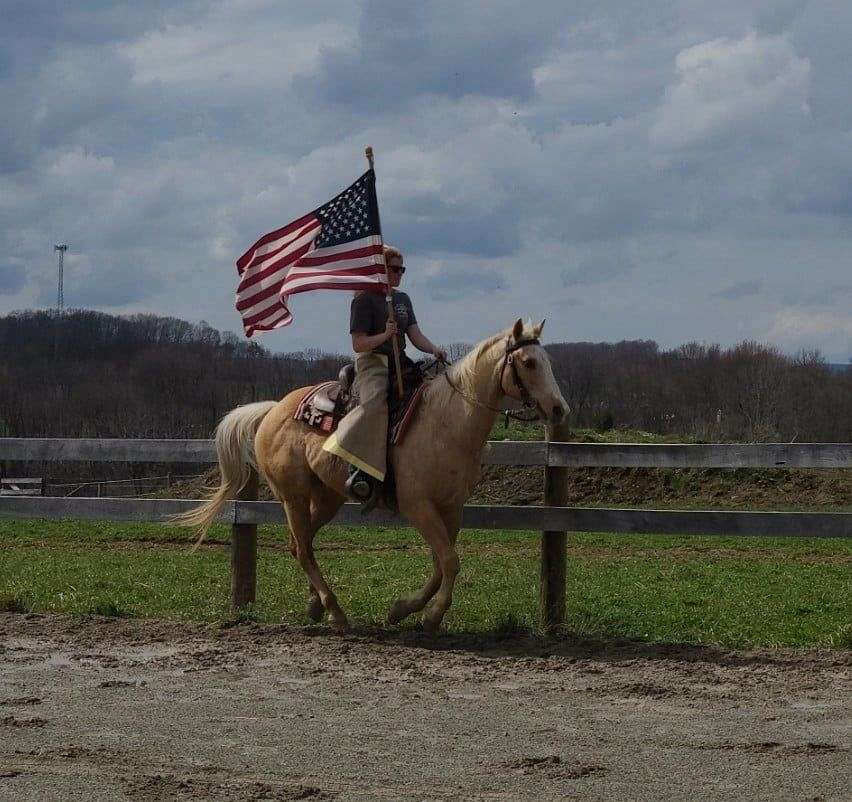 Gelding Horse for Sale