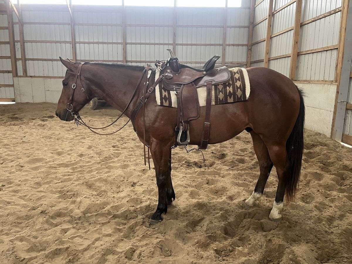 6 Yr Old Hancock Gelding