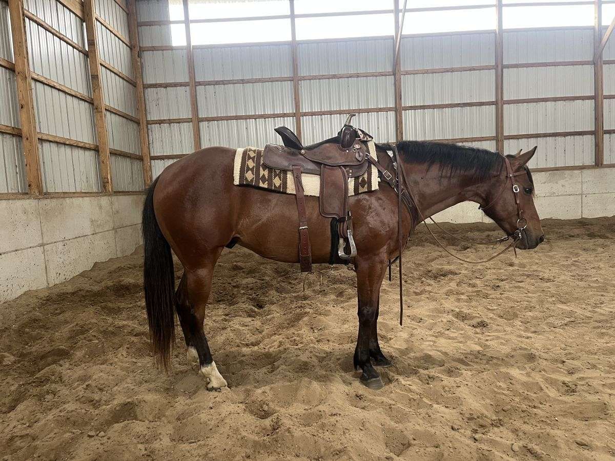 6 Yr Old Hancock Gelding