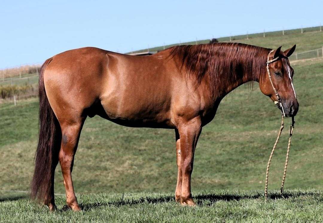 Beautiful 8yo Red Dun Gelding
