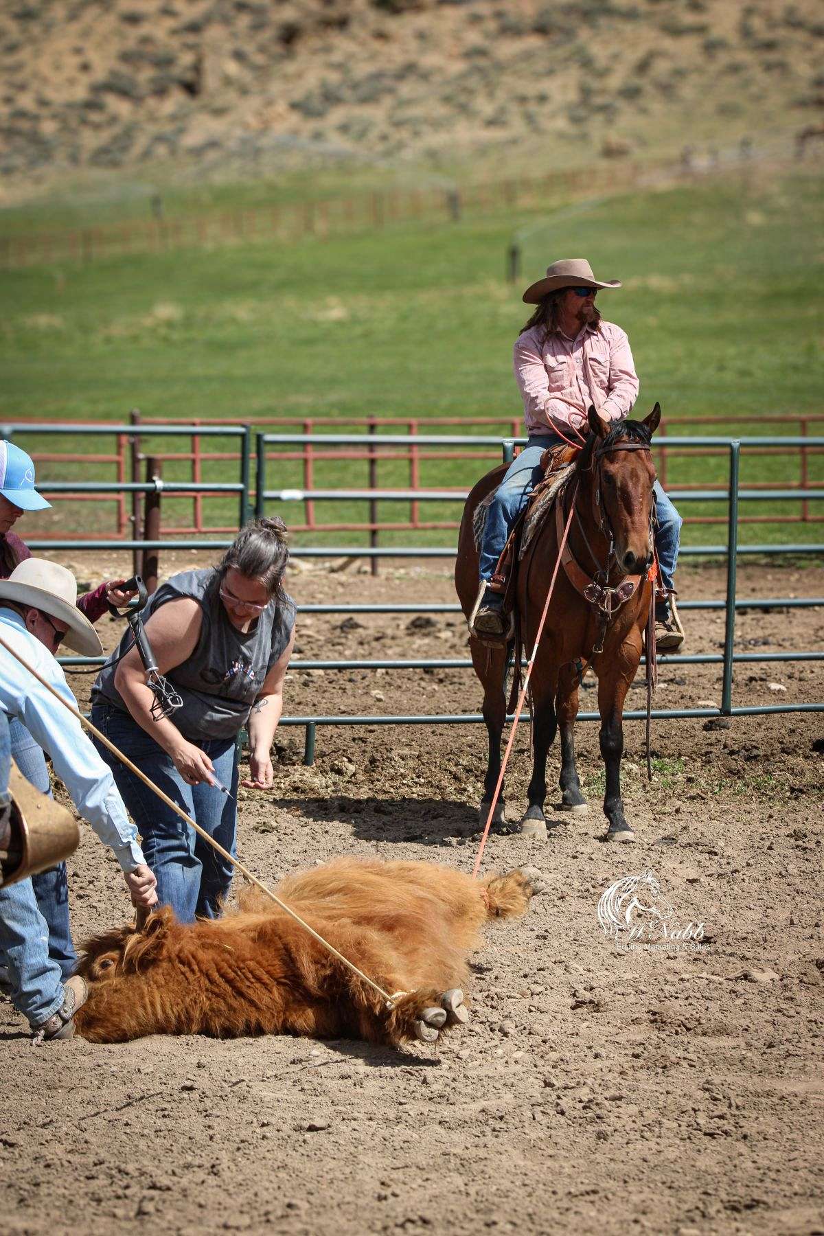 Gentle Trained Reiner -- Excellent Ranch Gelding -- Trail Riding Experience