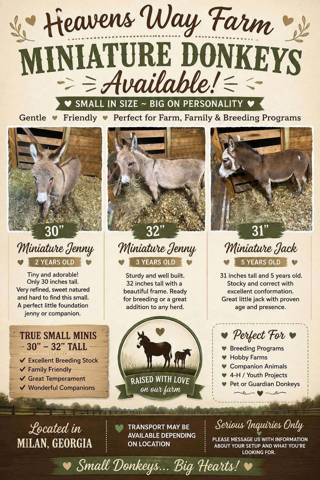 Miniature and Standard Donkeys