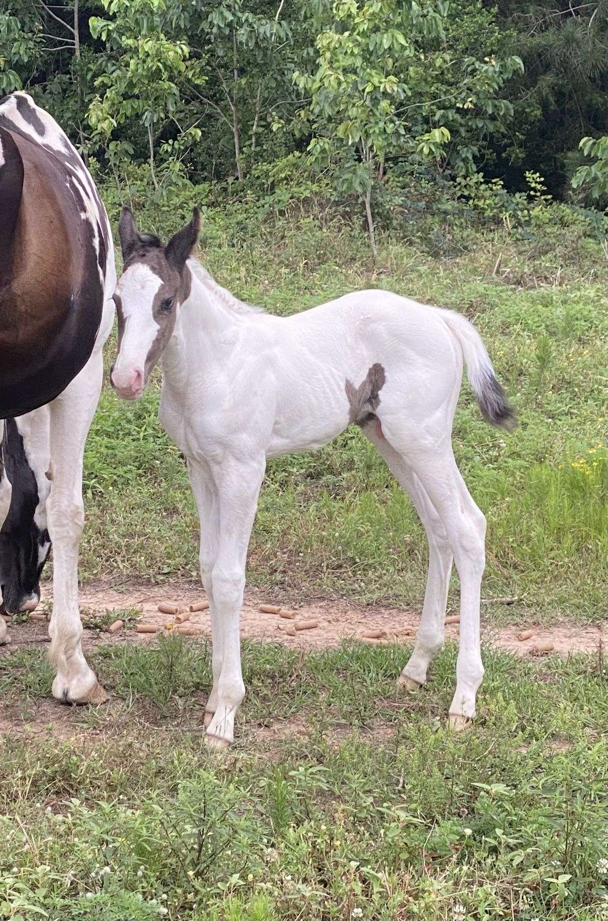 APHA Black and White Horse Colt