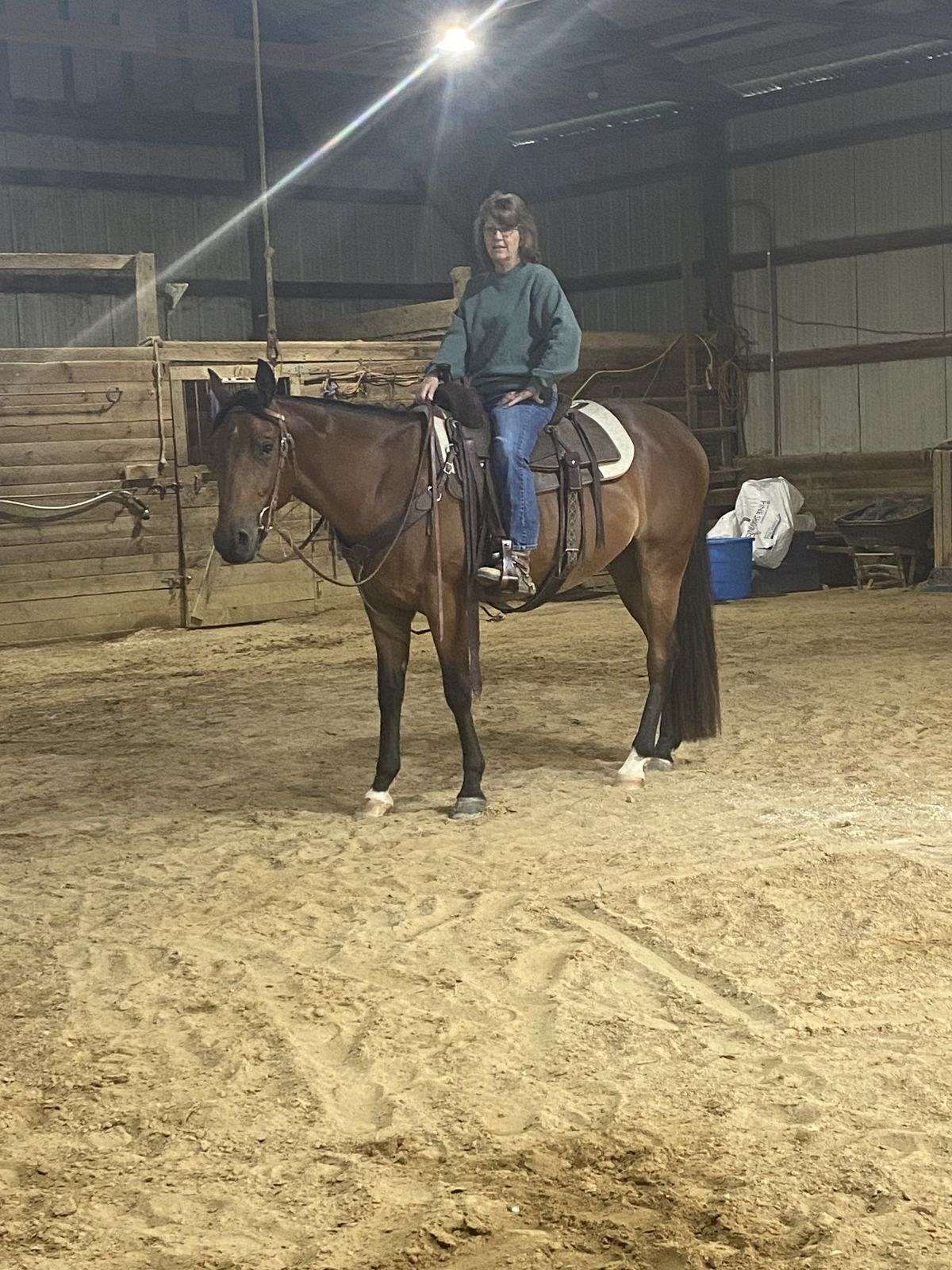 AQHA, 16 Hand , Gelding, Shown Local Show/ Trail Ridden