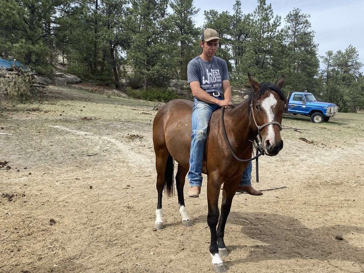 2 Year Old Filly