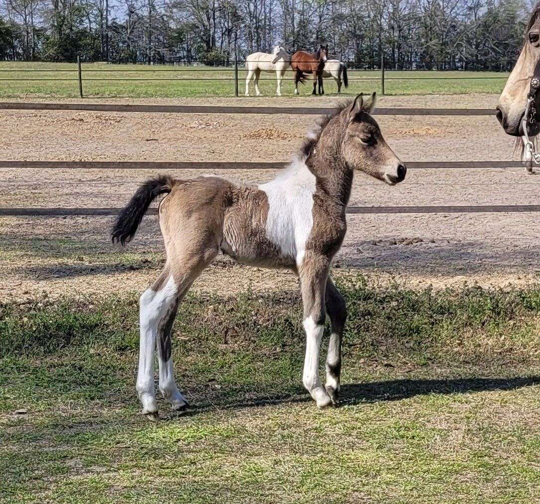 Buckskin Registered Welsh Filly