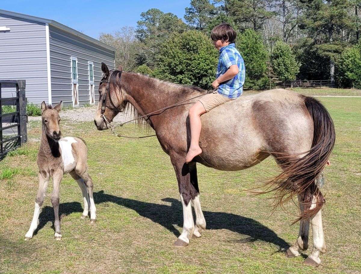 Buckskin Registered Welsh Filly