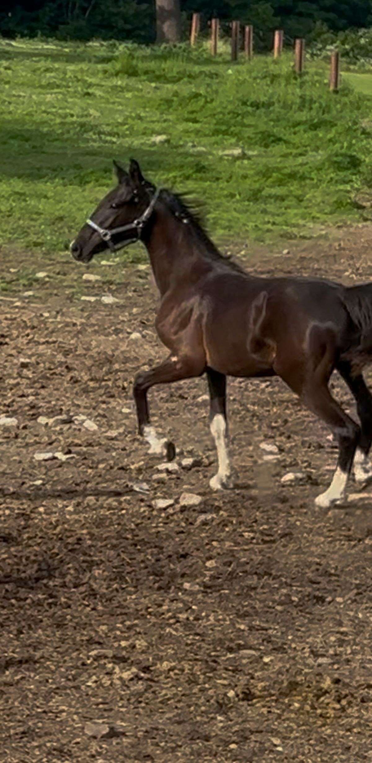 Dutch Filly