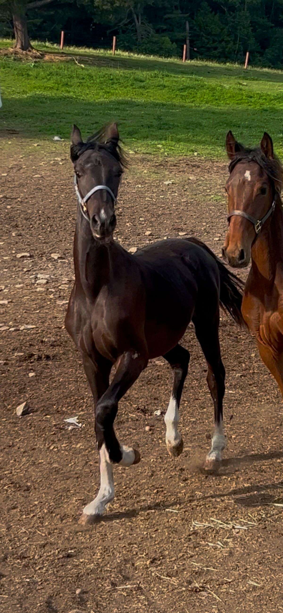 Dutch Filly