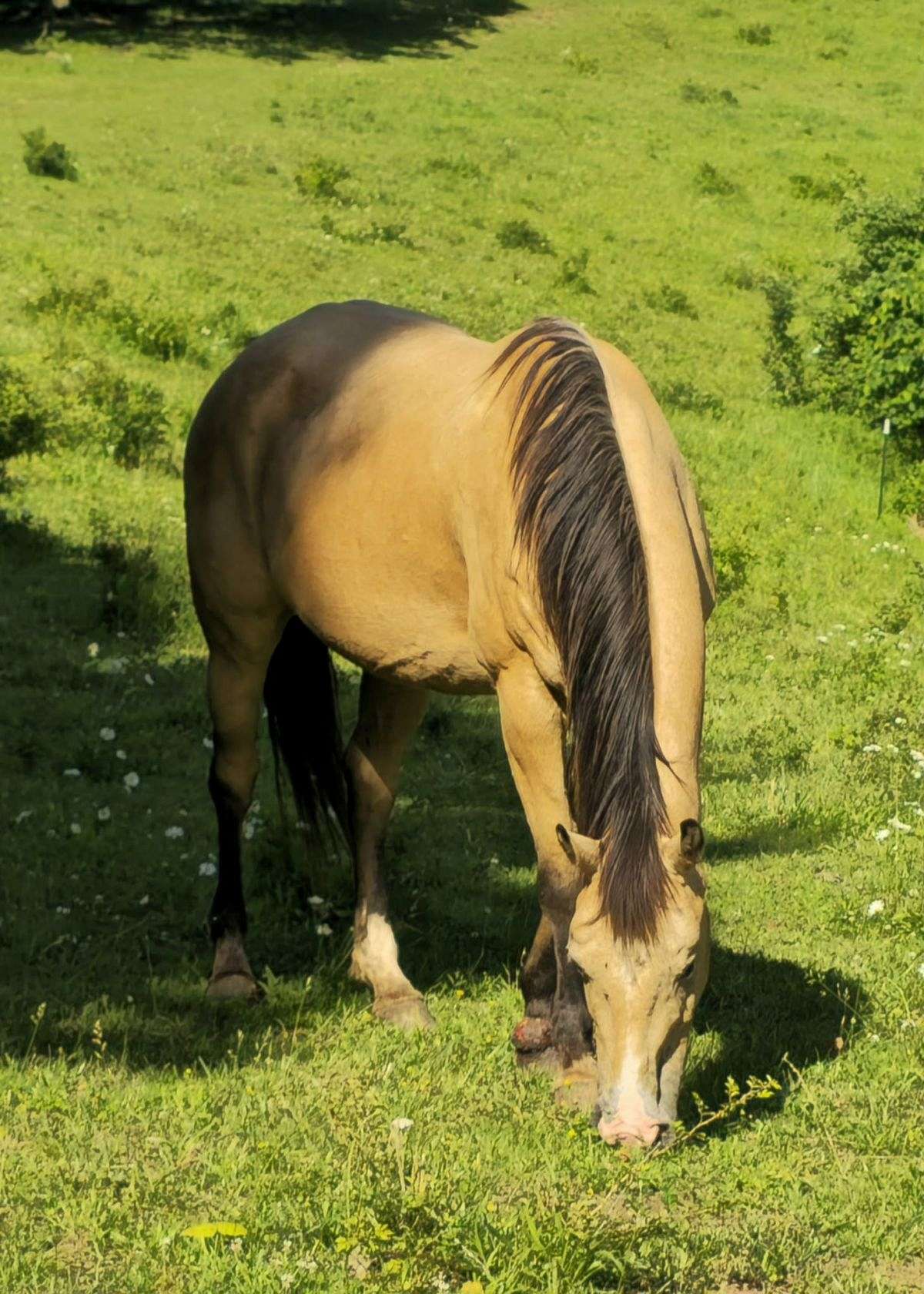Buckskin Mare