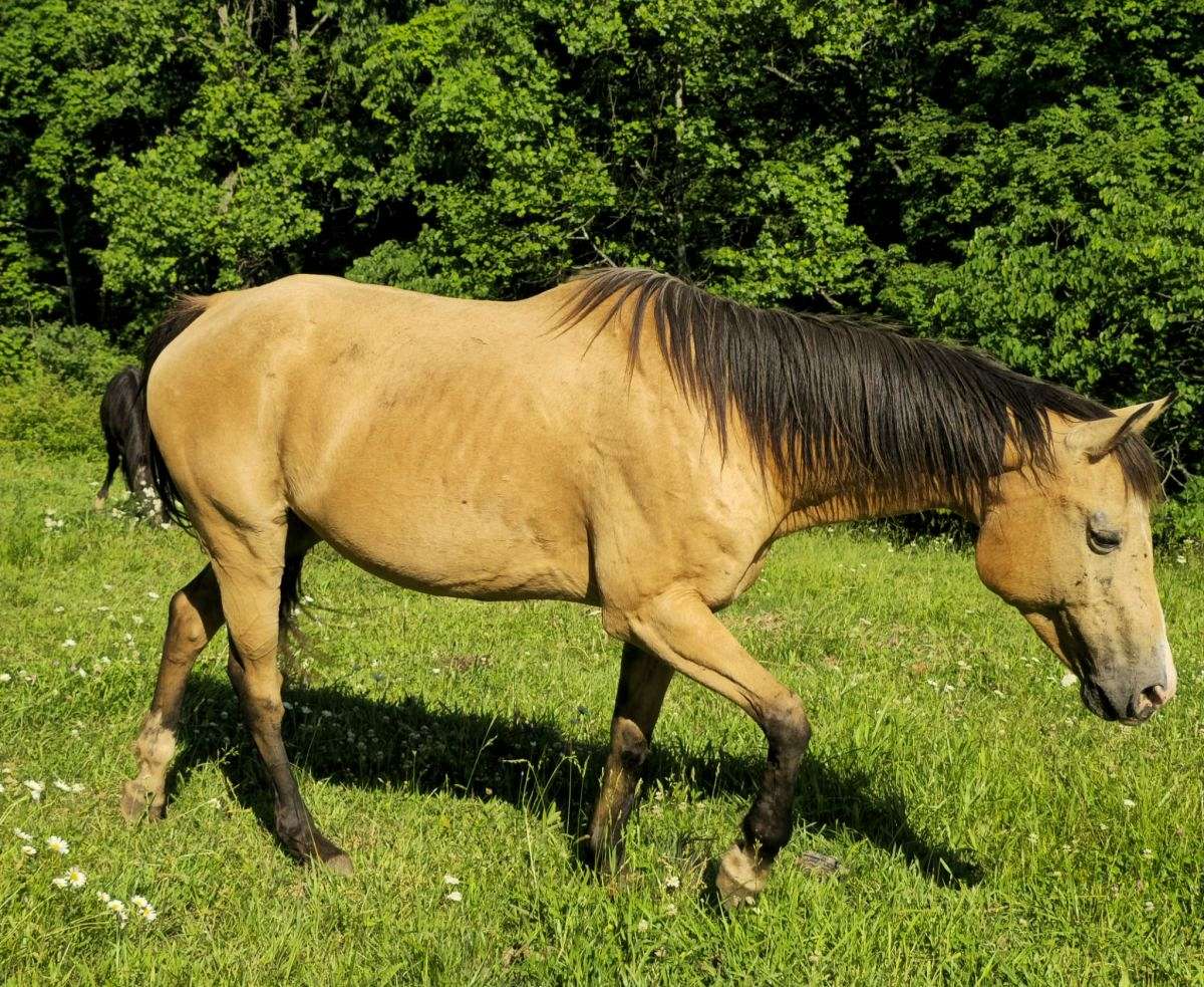 Buckskin Mare