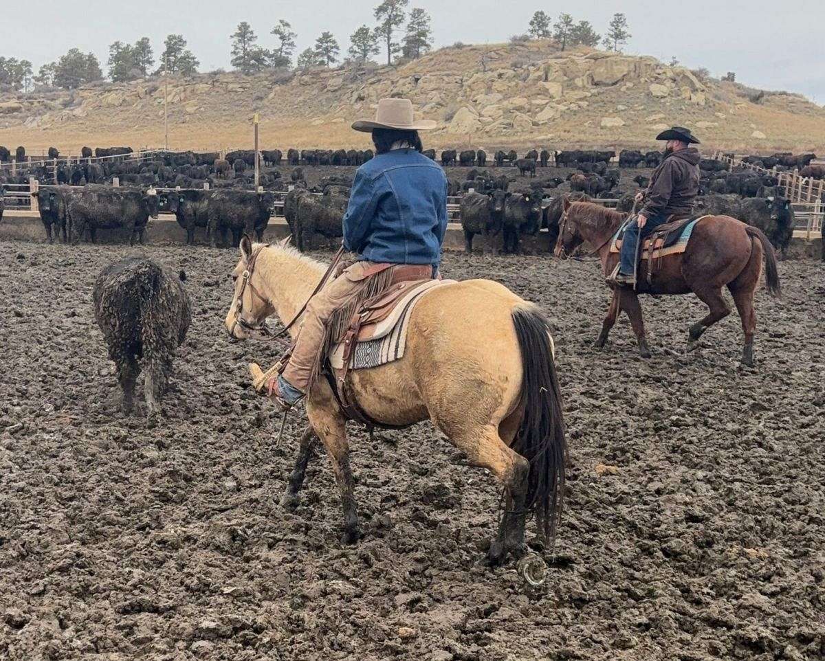 Buttercup – 2021 Grade Buckskin Quarter Horse Mare