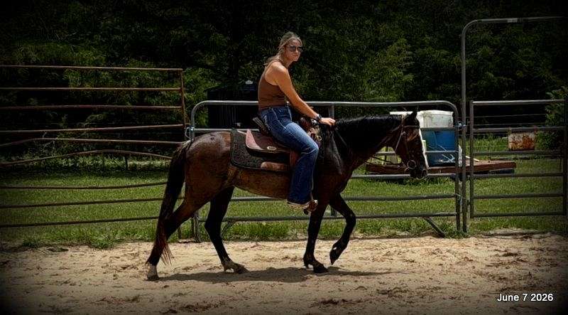 Young Safe Prospect • Fun Future Family Horse