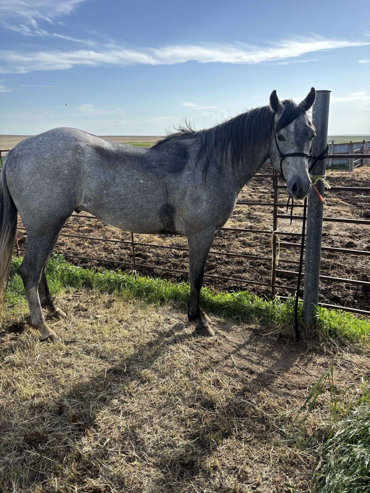 AQHA Gelding | 30 Rides | Cattle Exposure