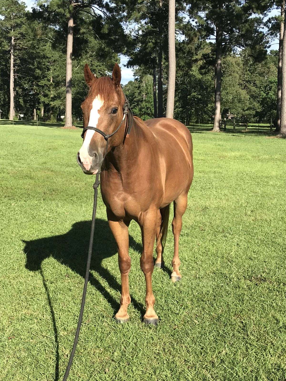 2 Year Old Quarter Horse Gelding