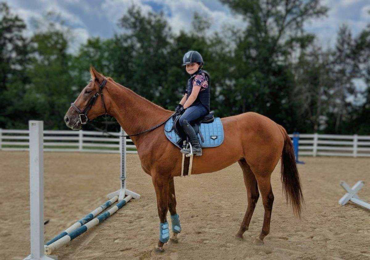 Fancy and Fun Sporthorse Mare