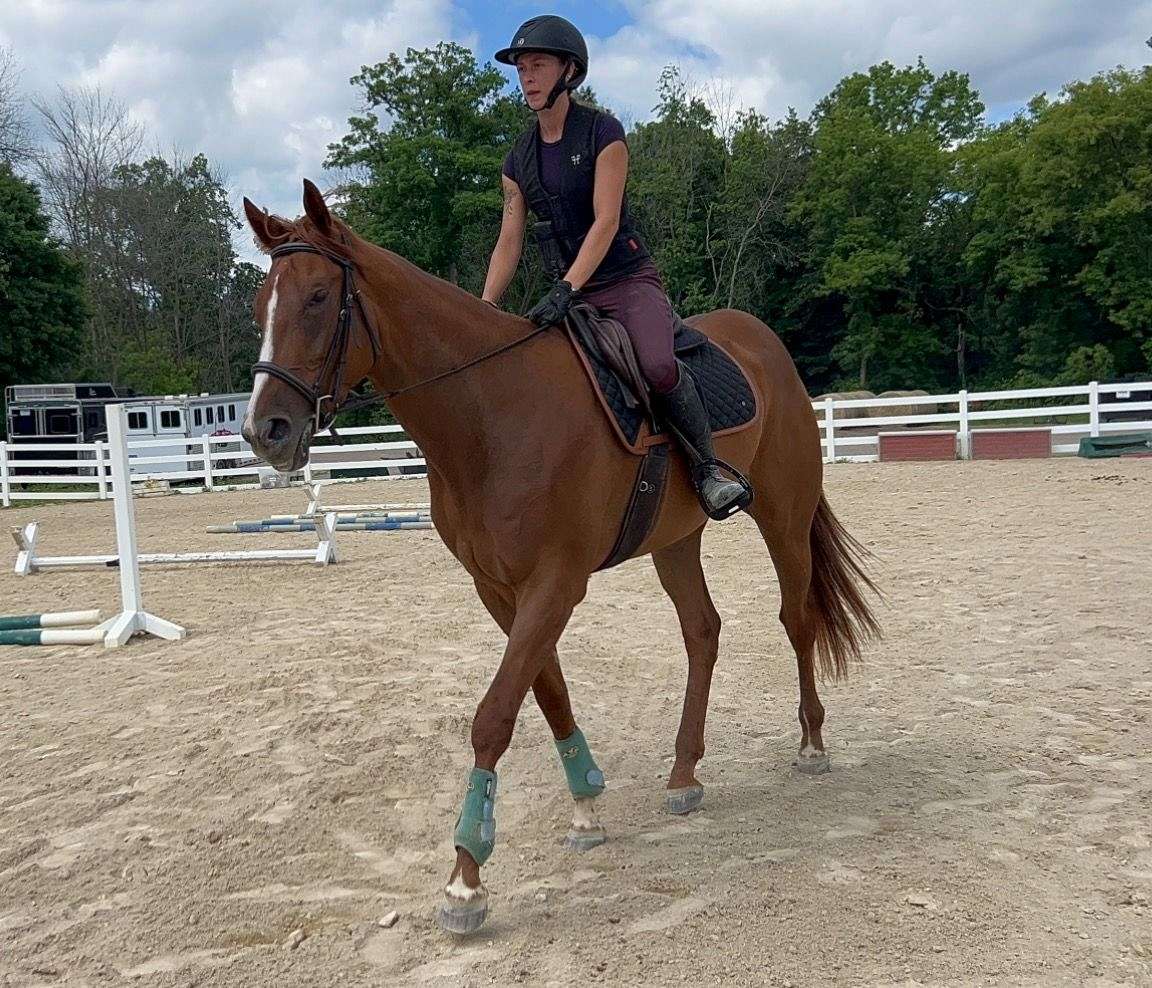 Fancy and Fun Sporthorse Mare