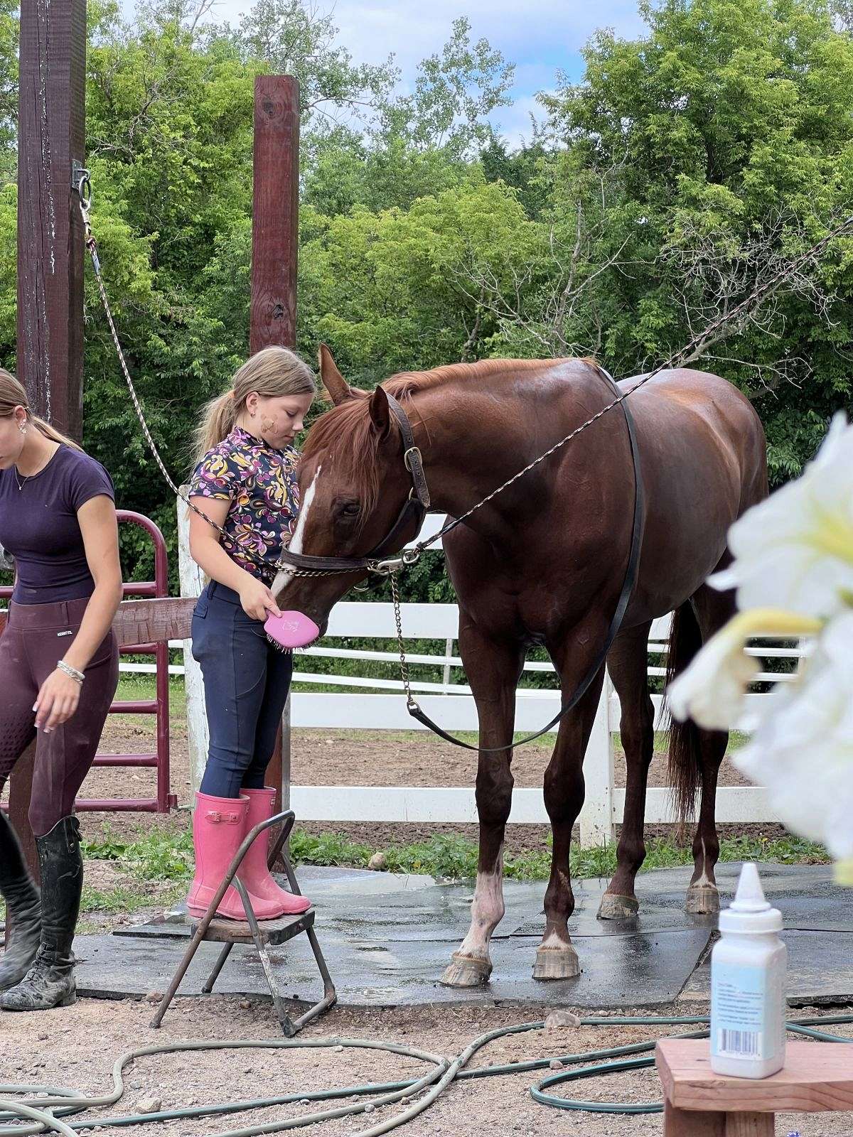 Fancy and Fun Sporthorse Mare
