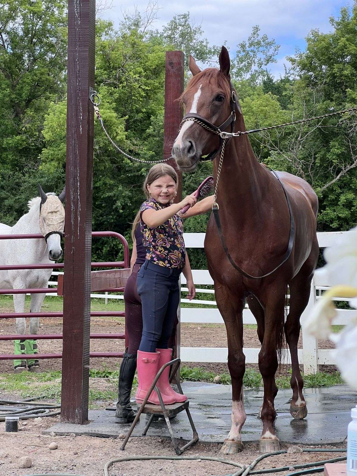 Fancy and Fun Sporthorse Mare