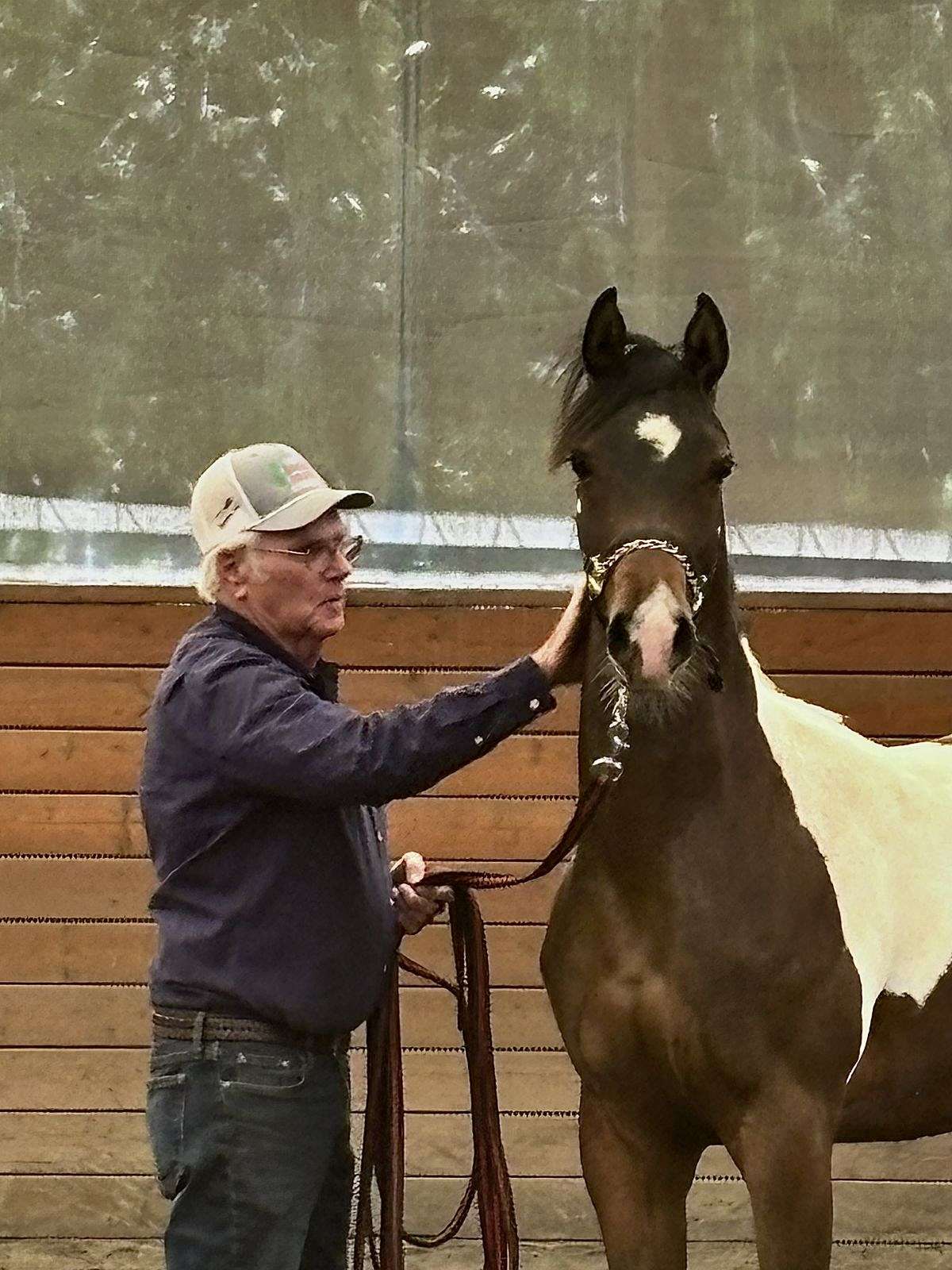 Wow** Flashy Arabian/Paint Yearling